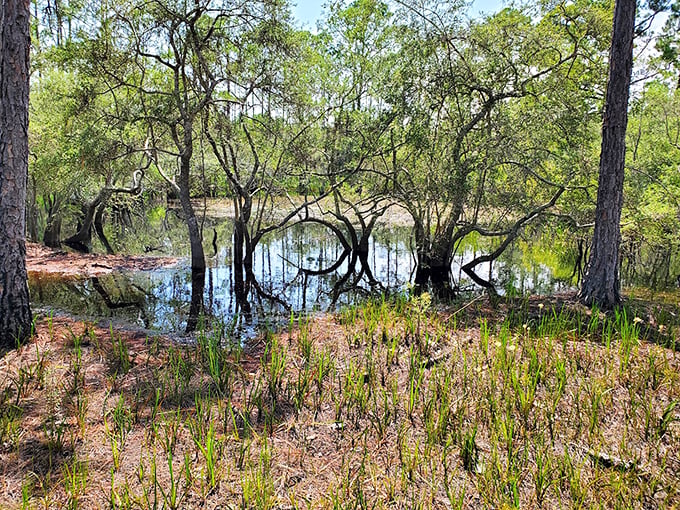 Swamp chic: Where trees do yoga and reflections play tricks. A scene so serene, even the mosquitoes might pause for a moment.
