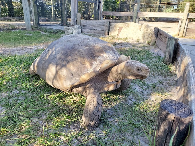 Slow and steady wins the race... to our hearts! This tortoise is the living embodiment of "shell yeah!" in animal form.