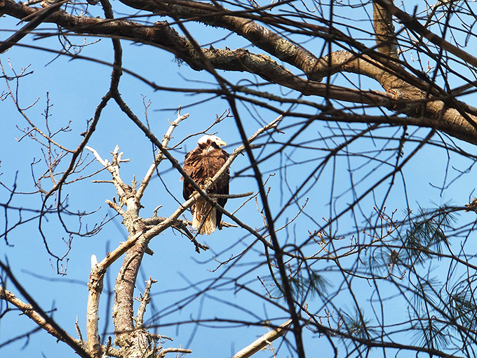 Birdwatcher's delight: Where patience meets payoff, and every rustle in the trees could be the next great sighting.