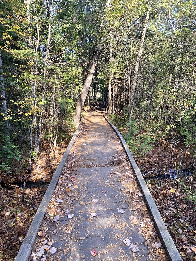 The boardwalk less traveled: where every step feels like you're walking on nature's red carpet.