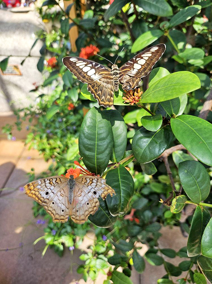 Double the beauty, double the fun! These butterflies are putting on a show that would make any flower jealous.