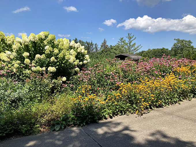 A floral fireworks display that lasts all day! These blooms are nature's way of saying, "Take that, Fourth of July!"