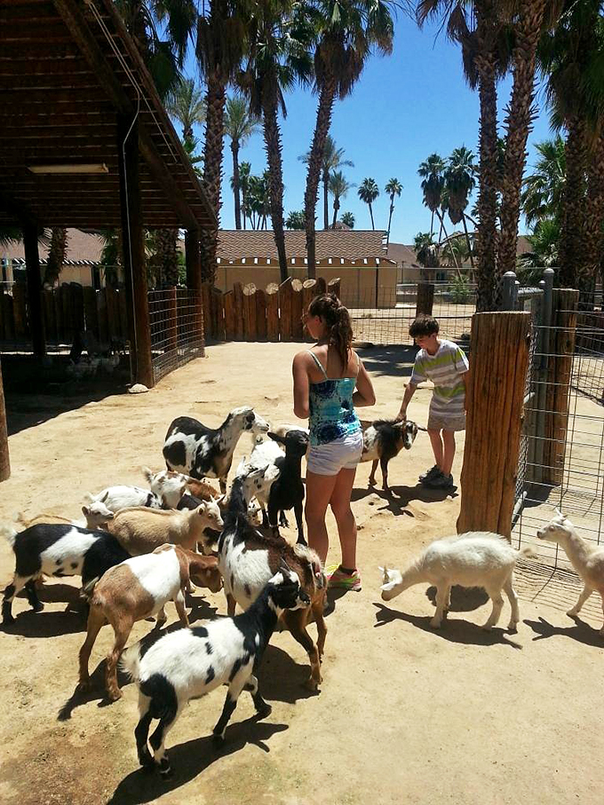 Kid in a candy store? Try kid in a goat paddock! This petting zoo brings new meaning to "hands-on learning."