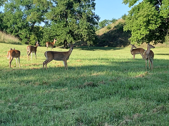 Deer me, what do we have here? Looks like these locals are staging their own 'Night at the Museum' - Cahokia style!