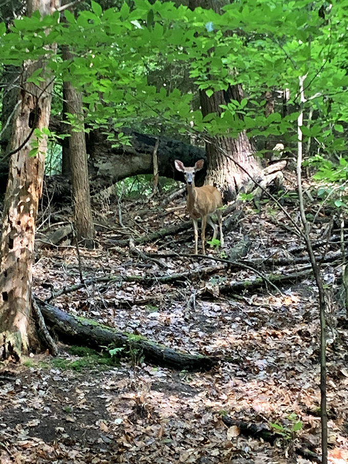 Deer friend, welcome to the neighborhood! This local resident gives new meaning to "wildlife watching."