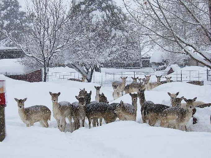 Winter wonderland or deer paradise? These snow-dusted creatures are living their best 'Frozen' fantasy.