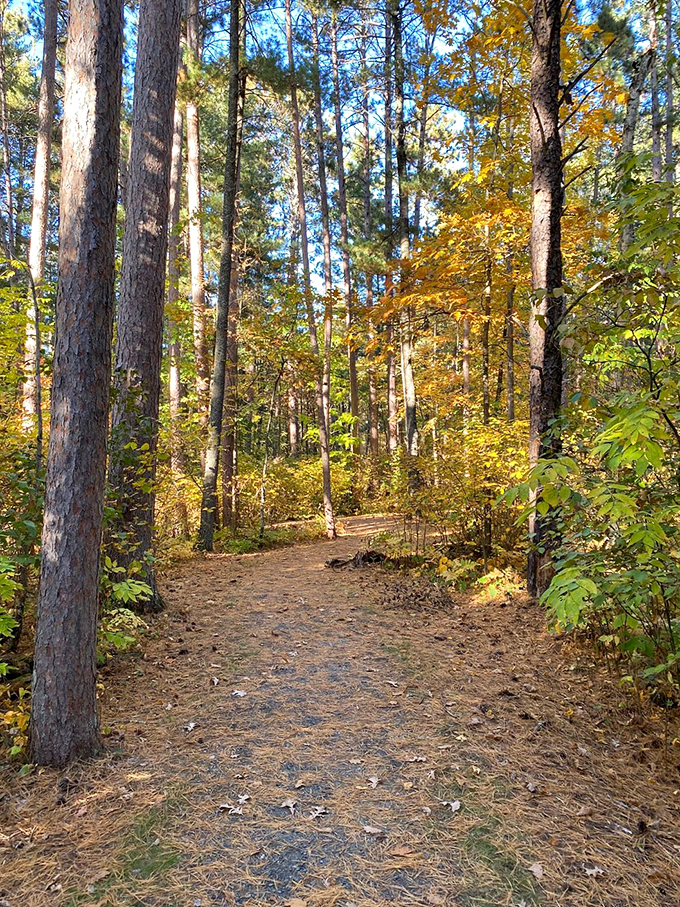 Fall's fashion show is in full swing! These trees are strutting their stuff in a dazzling array of autumn hues.