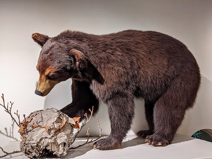 "Paint me like one of your French bears." This majestic creature strikes a pose, reminding us of the awe-inspiring wildlife that once roamed Illinois.