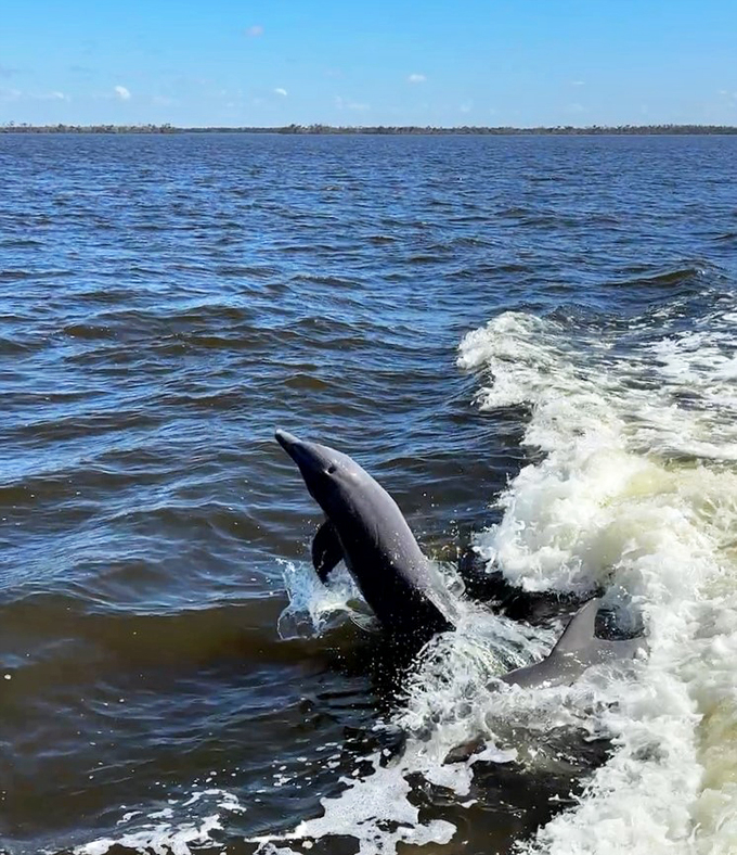 Dolphin ahoy! These playful sea pups aren't part of the crew, but they sure know how to steal the show. Free Willy's got nothing on these guys!