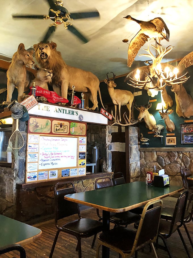 Lions and tigers and bears, oh my! This dining room is where 'The Jungle Book' meets 'Cheers' &ndash; everybody knows your mane.