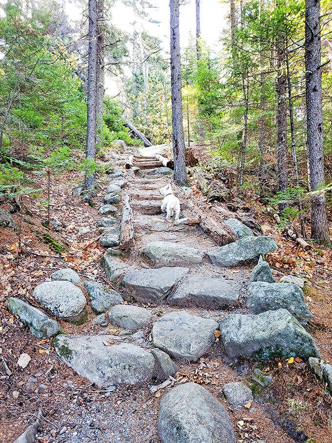 Who let the dogs out? Mt. Blue did! Four-legged friends welcome on this tail-wagging adventure through nature's playground.