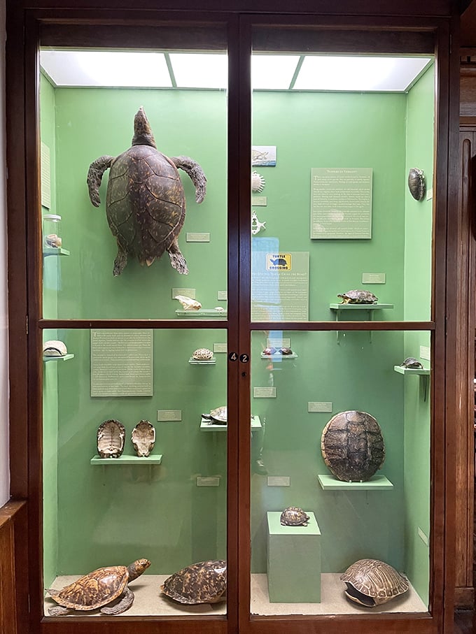 Shell we explore? This turtle-y awesome display showcases nature's own armor-plated marvels. No ninja training required!