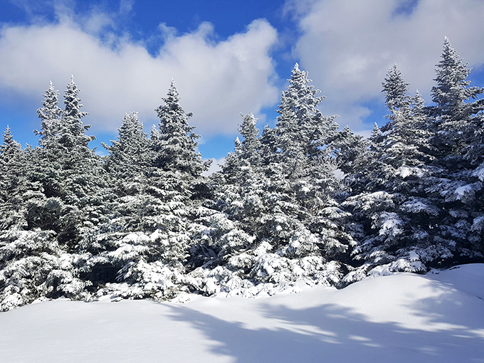 Winter wonderland: Camel's Hump in winter - where trees wear frosting better than any cake, and silence is only broken by the crunch of snow beneath your boots.