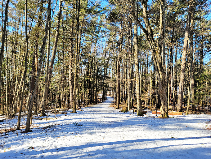 Winter wonderland or Narnia? This snowy trail looks like it leads straight to Mr. Tumnus's house!