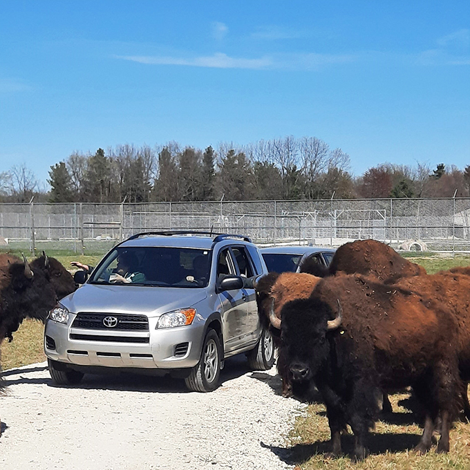 Wind the windows down and roll slowly&mdash;the bison have claimed this road as their own.