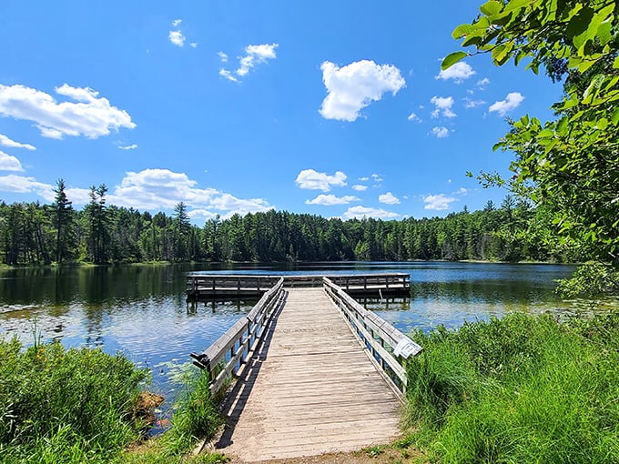 Hartwick Pines: Where giants still roam! Walk among towering old-growth pines that have witnessed centuries of Michigan history.