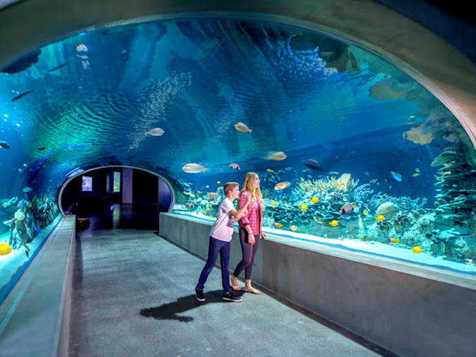 Dive into an underwater oasis... in the desert. It's like Finding Nemo meets Lawrence of Arabia.