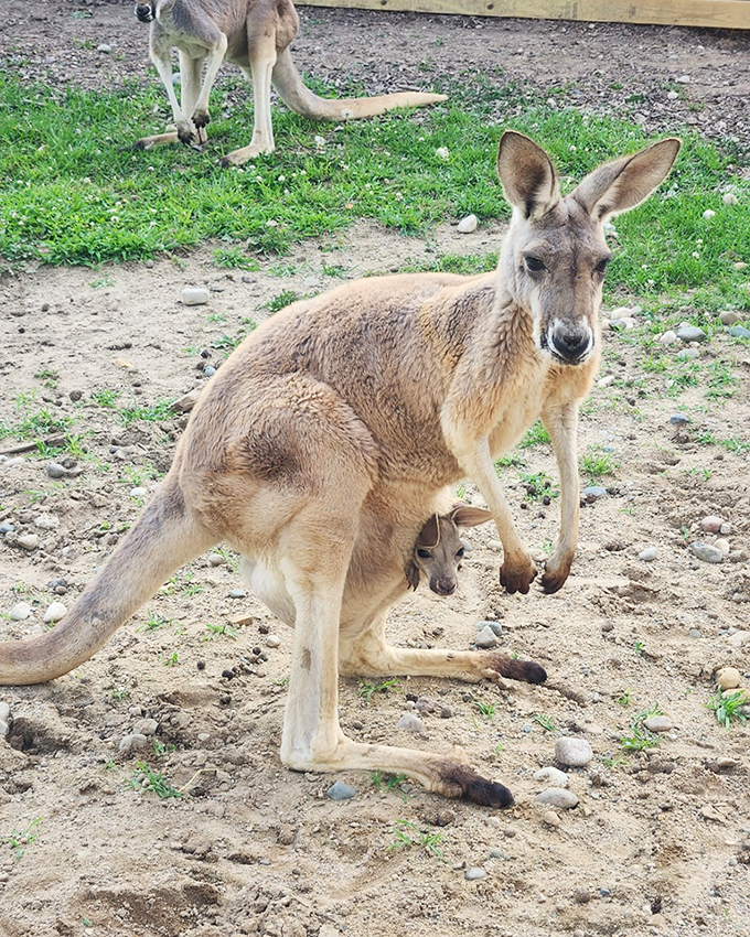 Roadside wonders don&rsquo;t get cuter&mdash;kangaroos, joeys, and a scene straight out of a wildlife dream.