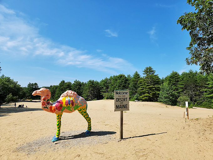 No, you're not hallucinating. That's a real camel in a Maine 'desert'!
