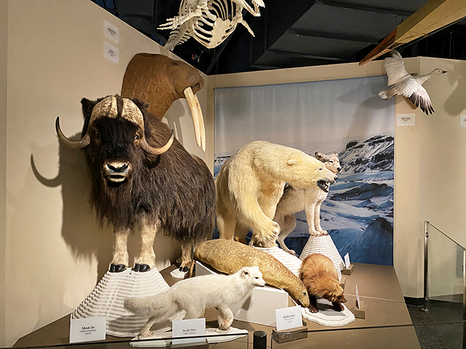 Dinosaurs and dioramas and artifacts, oh my! Kenosha's museum is like "Night at the Museum," minus Ben Stiller.