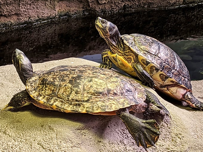 Turtle TLC in action. Who knew these shell-ebrites needed so much pampering?