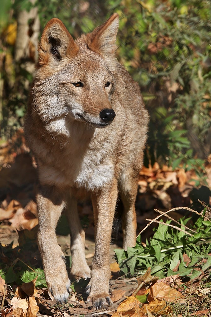 "Who's a good boy? This coyote at Ohio Wildlife Center looks like he's auditioning for the canine version of GQ magazine."