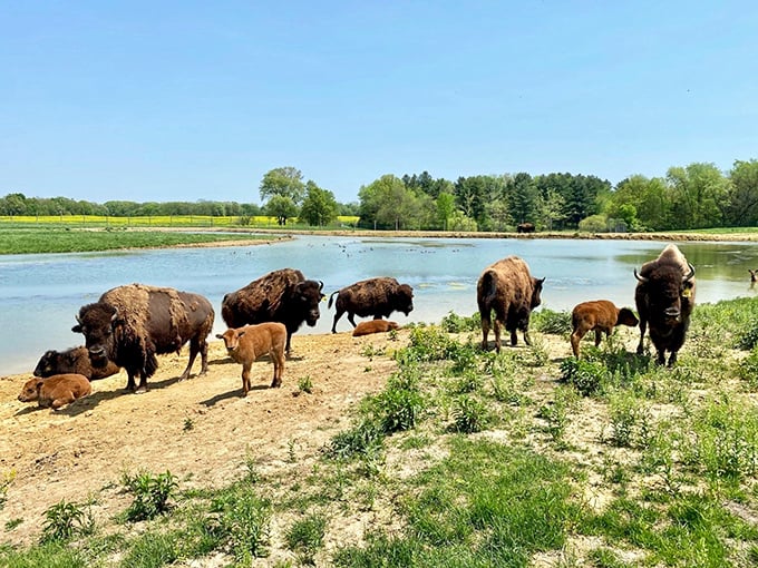 Prairie safari adventure. No lions or tigers, but the bears are 100% authentic.