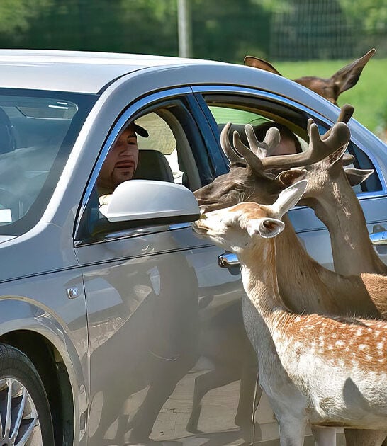 animal parks ohio ftr