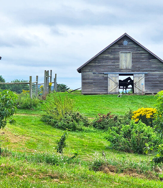 apple cider vermont donuts FTR