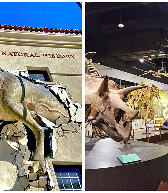arizona dinosaur museum ftr