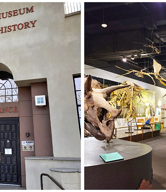 arizona jurassic road trip ftr