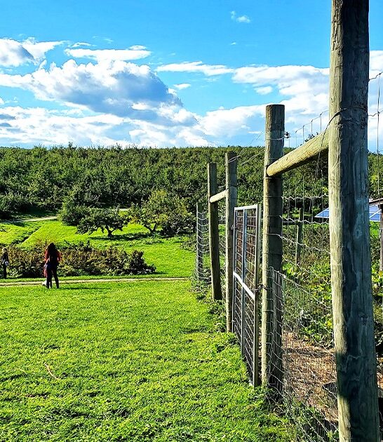 blueberry picking paradise vermont FTR