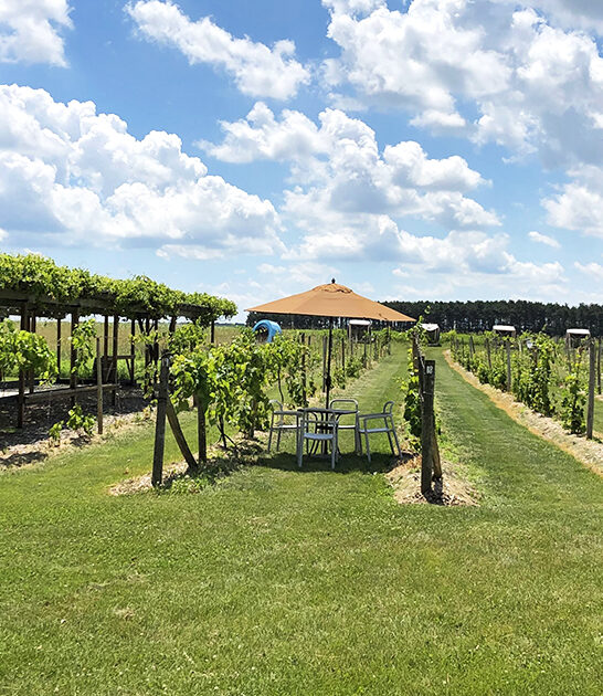 dreamy wine trip minnesota ftr