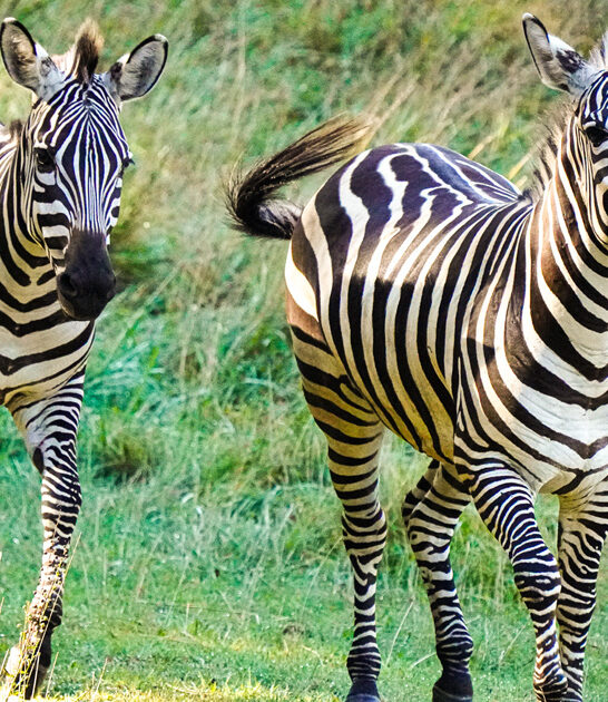 fun animal experiences michigan ftr