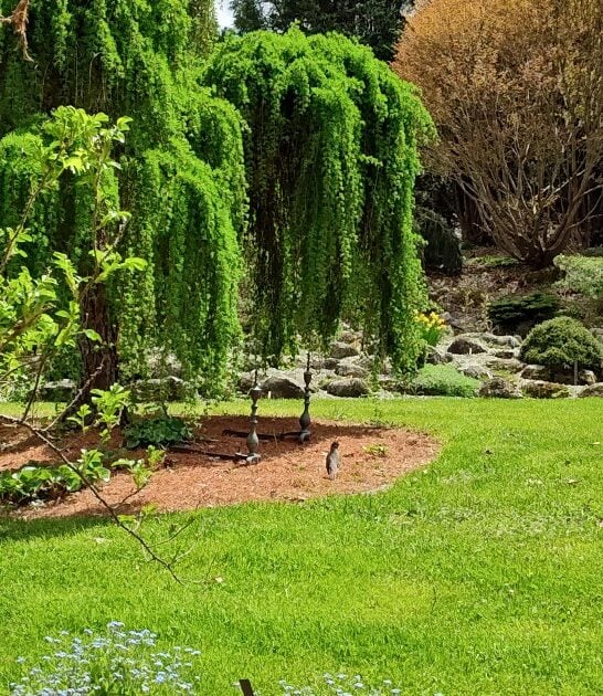 gorgeous garden vermont FTR