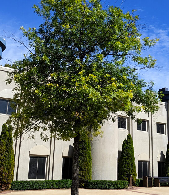 magical places michigan ftr