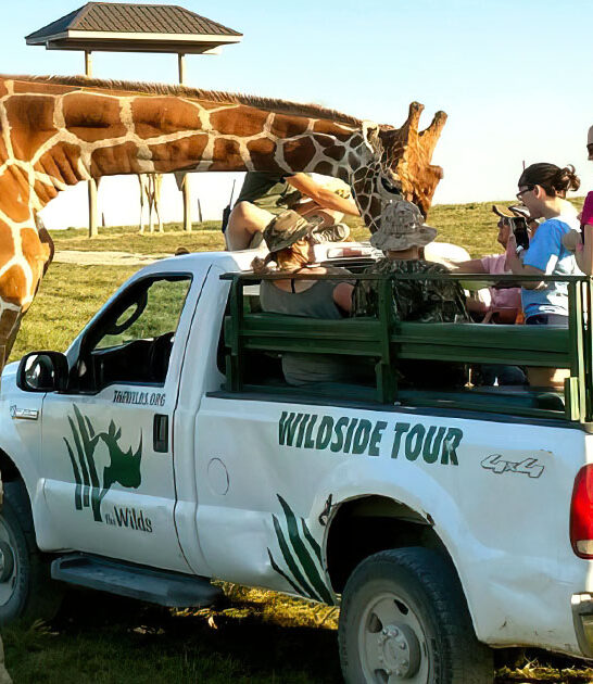 massive safari park ohio ftr