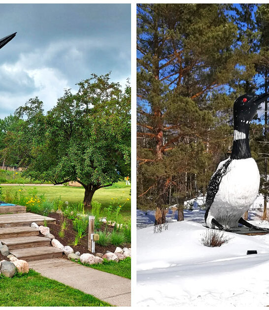 massive talking loon wisconsin ftr