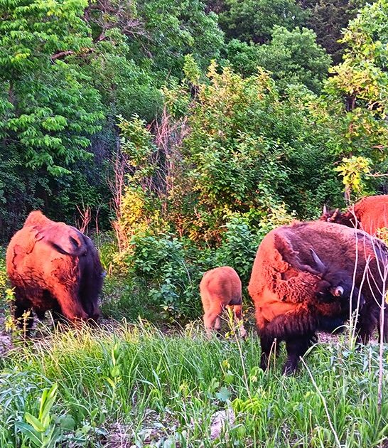minnesota majestic bison range ftr