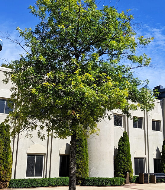 places michigan disney movie ftr