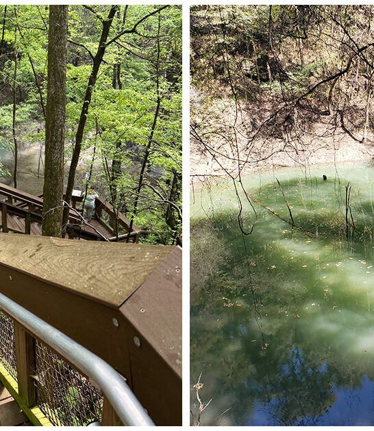 prehistoric wonderland florida ftr