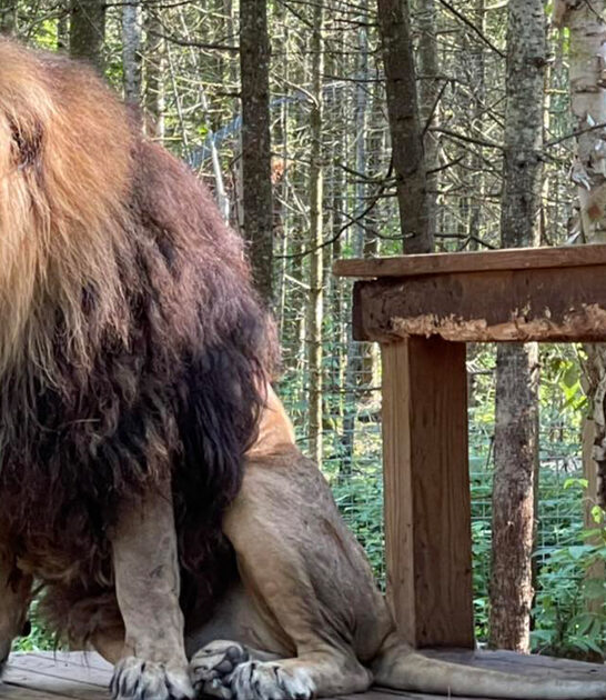 road trip animals michigan ftr