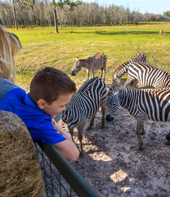 safari adventure florida ftr
