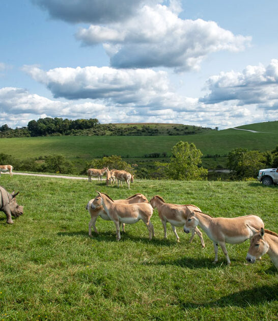 safari like zoo ohio ftr