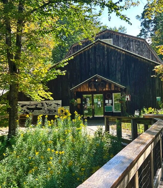 vermont bird collections FTR