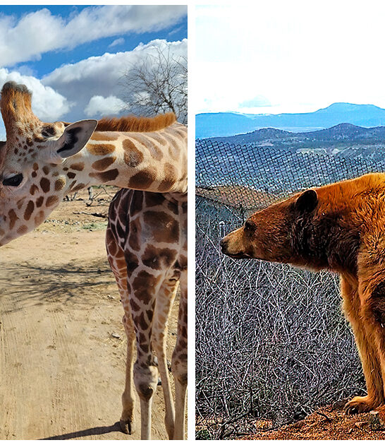 wild animal encounters arizona ftr