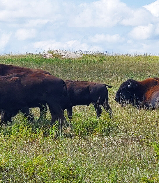wild bison minnesota FTR