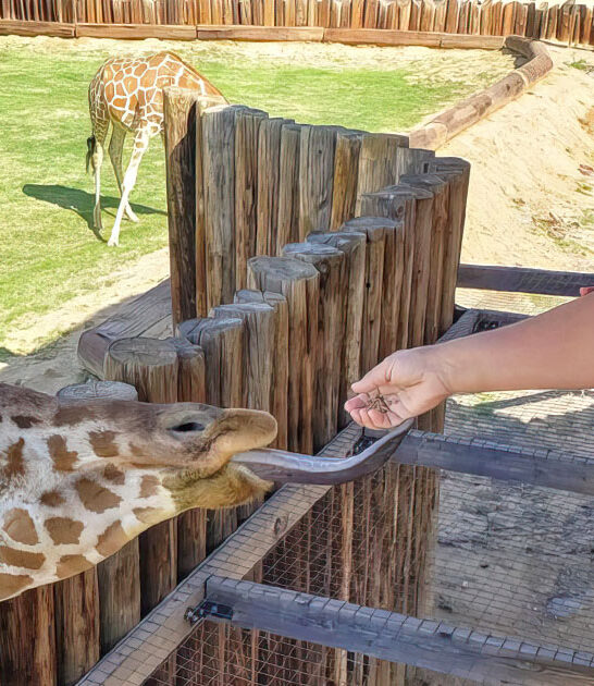 wildlife encounters arizona zoo ftr