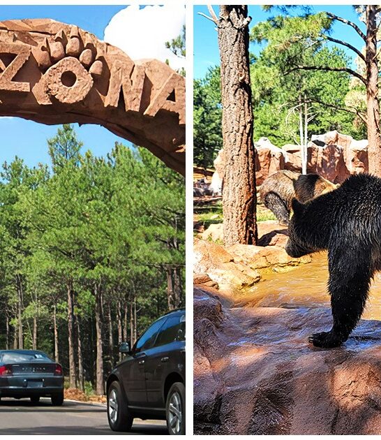 wildlife road trip arizona ftr