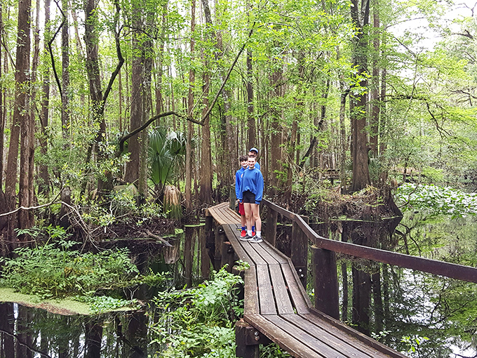 Nature's own infinity pool! This boardwalk stretches into a mirror-like expanse, reflecting the sky and trees in a mesmerizing optical illusion.